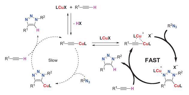Copper click chemistry mechanism unravelled | Research | Chemistry World