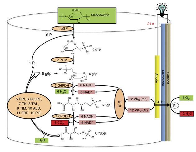 Sweet success for bio-battery | Research | Chemistry World
