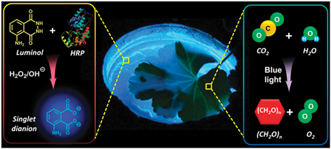 Bioluminescence powers photosynthesis | Research | Chemistry World